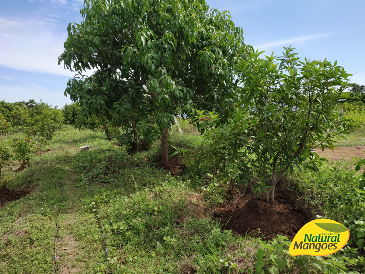About Us - Natural Mangoes, ARNV Farms