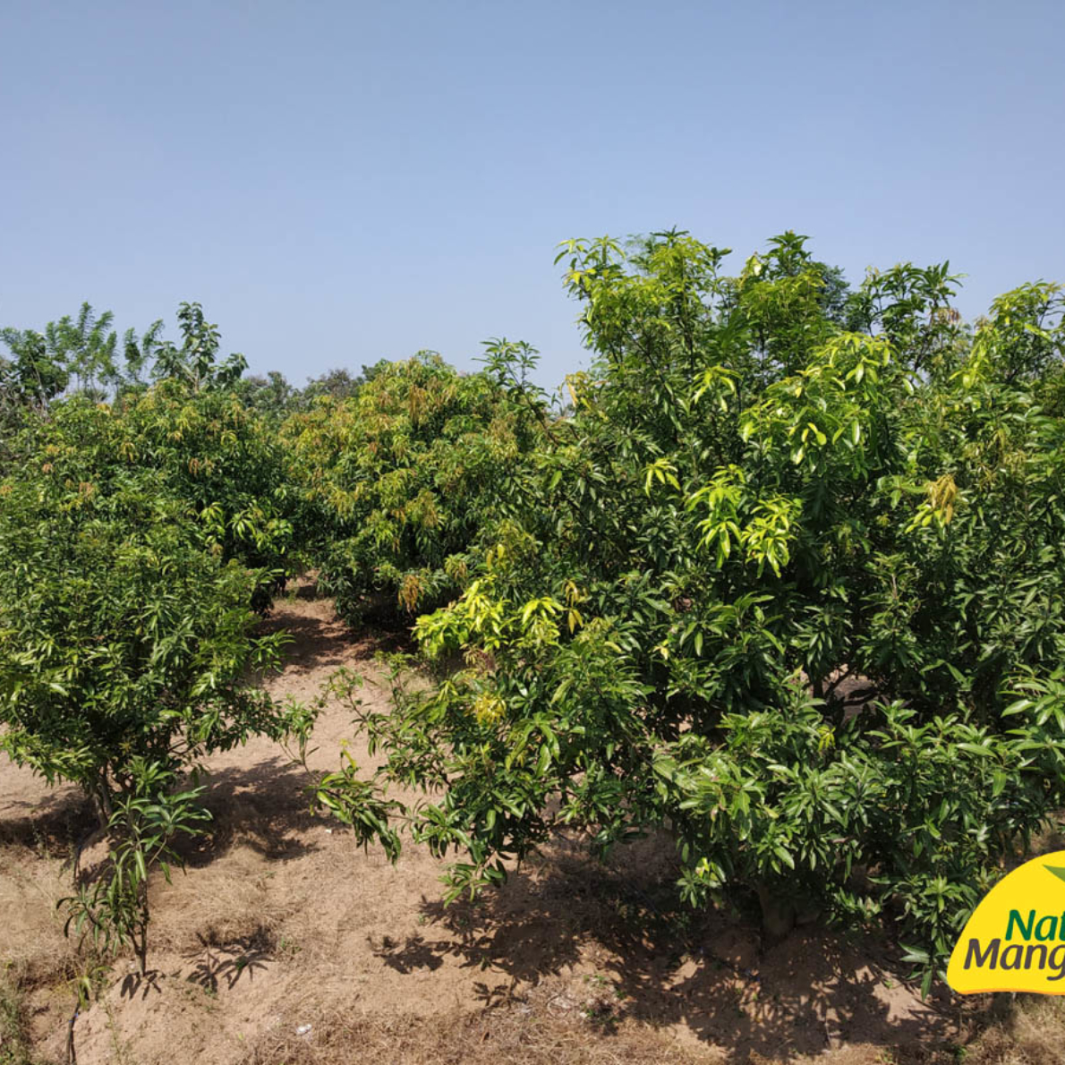 About Us - Natural Mangoes, ARNV Farms