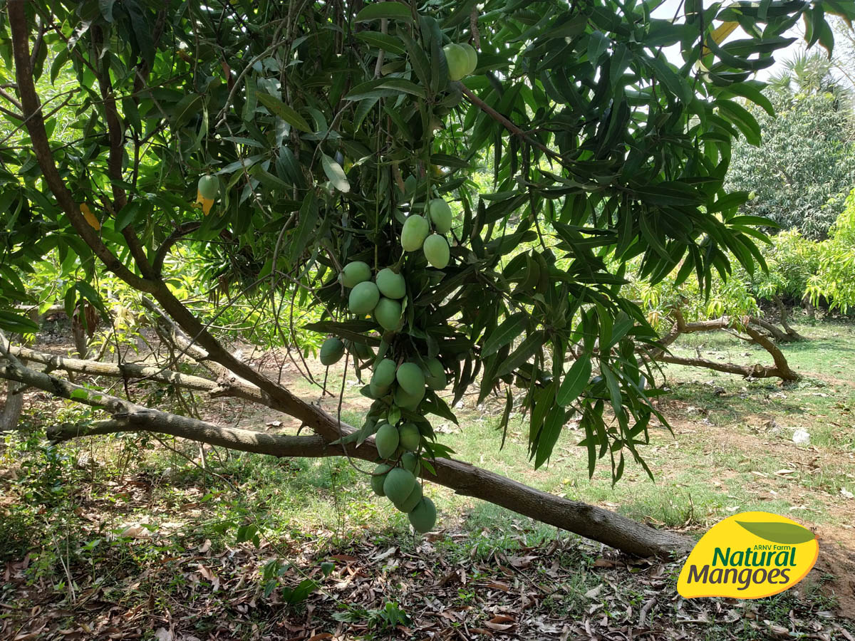 Health Benefits of consuming Mango Fruits