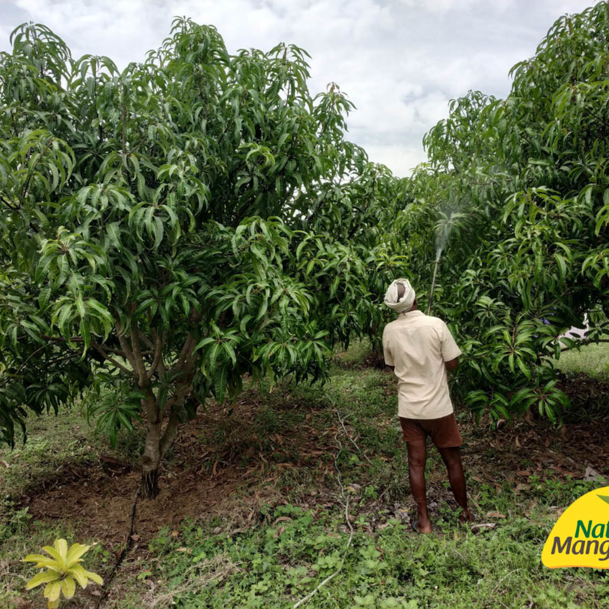 About Us - Natural Mangoes, ARNV Farms