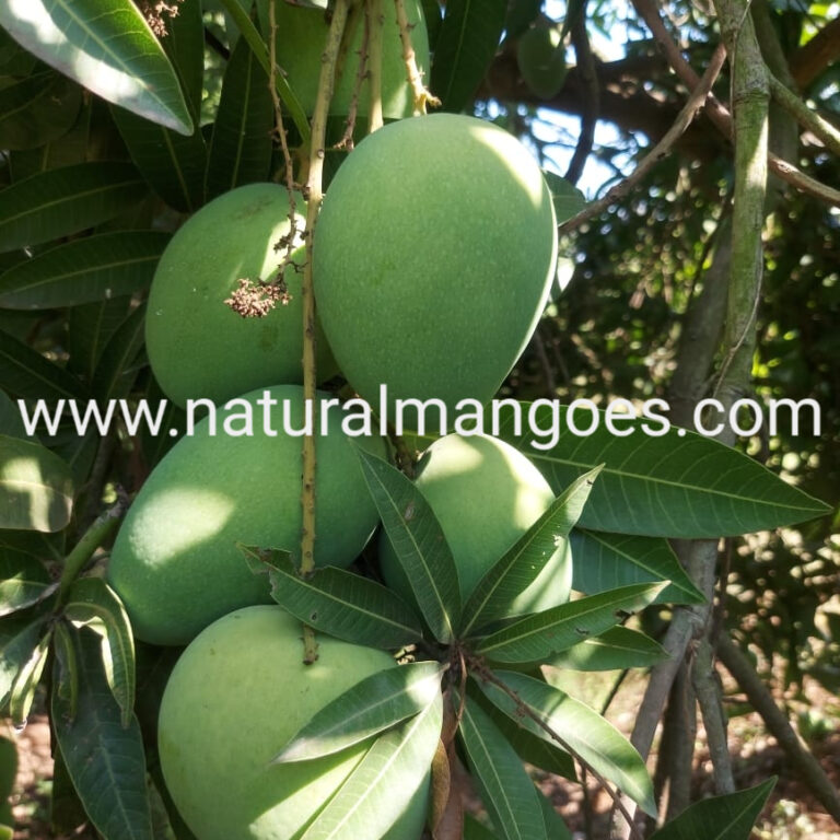 BANGANAPALLI MANGOES - Natural Mangoes, ARNV Farms