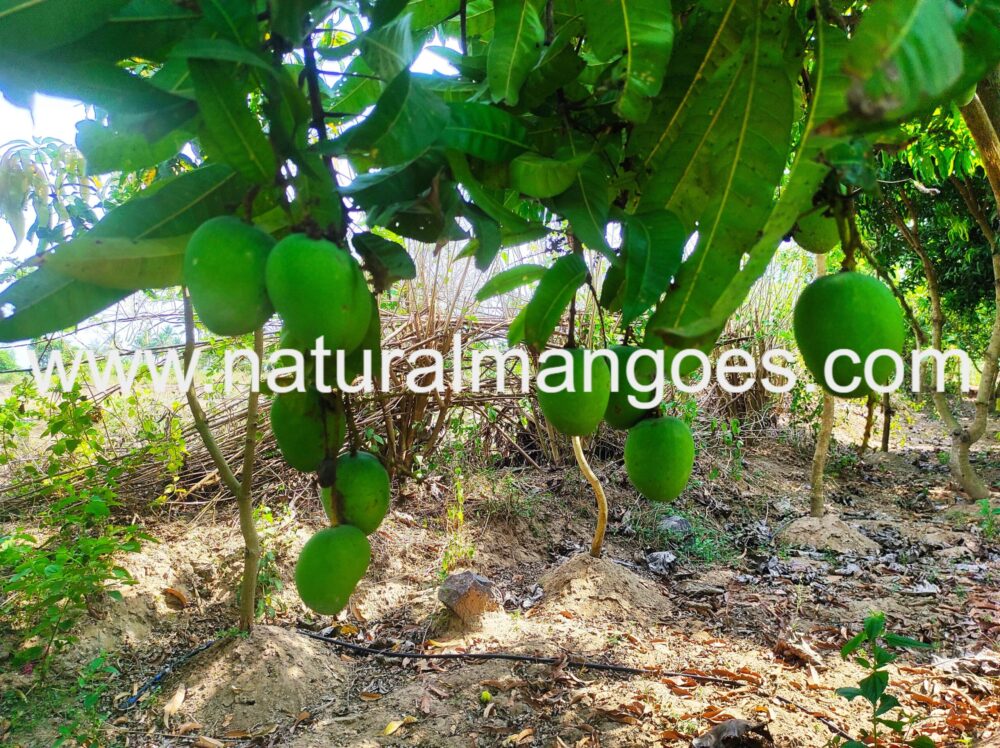ALPHONSO MANGOES - Natural Mangoes, ARNV Farms