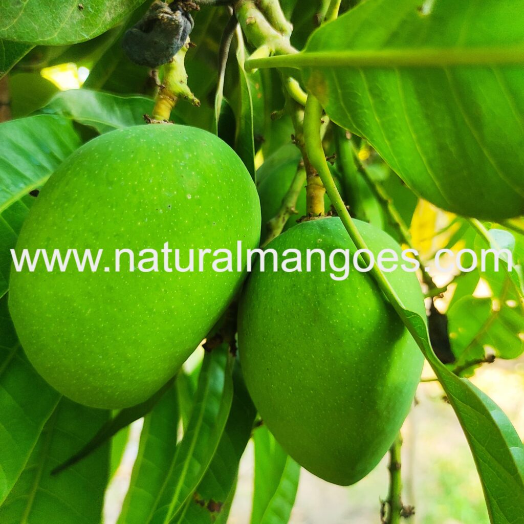 BANGANAPALLI MANGOES - Natural Mangoes, ARNV Farms