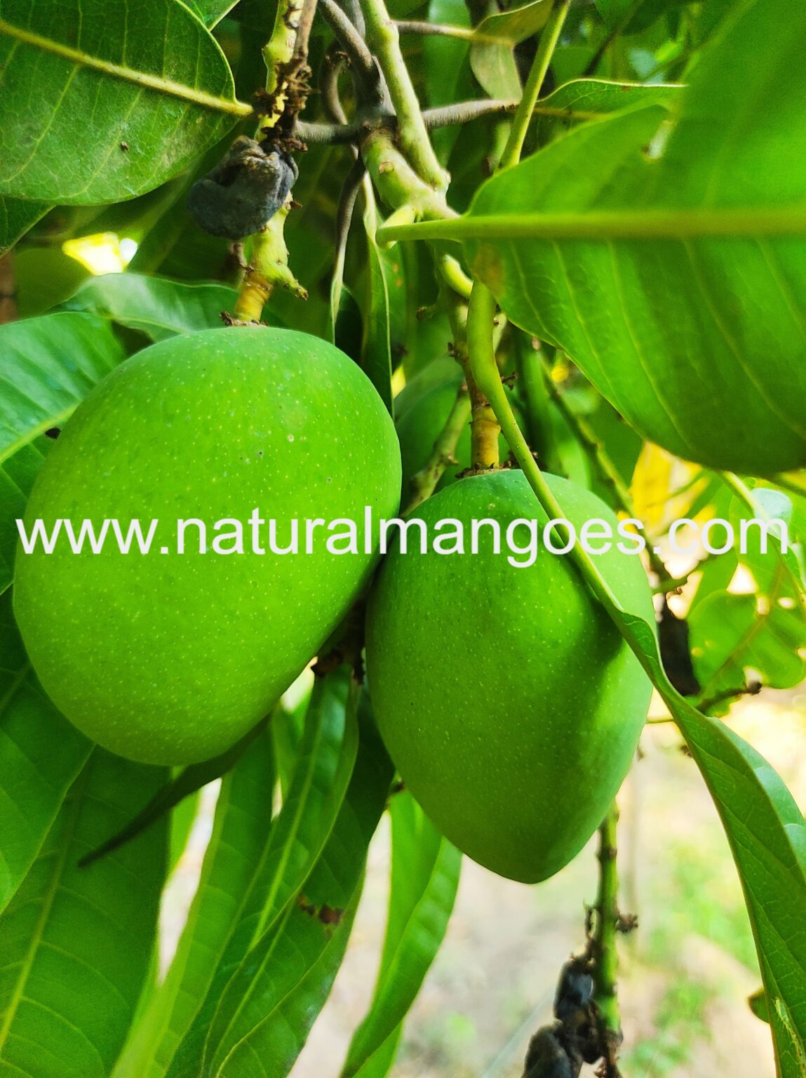ALPHONSO MANGOES - Natural Mangoes, ARNV Farms