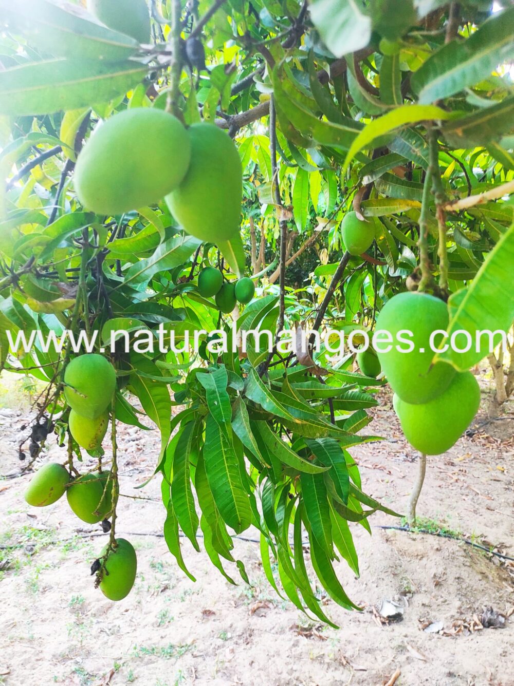 ALPHONSO MANGOES - Natural Mangoes, ARNV Farms