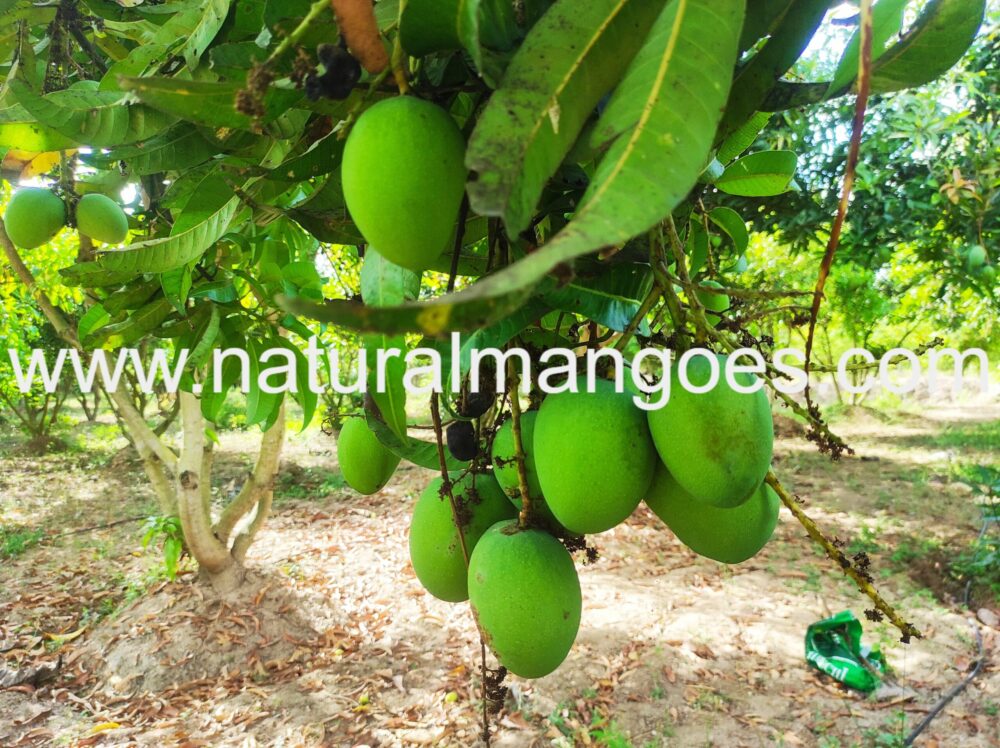 Organic Farm Fresh Mangoes - Natural Mangoes, ARNV Farm