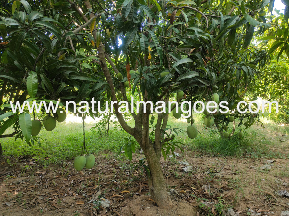 ALPHONSO MANGOES - Natural Mangoes, ARNV Farms