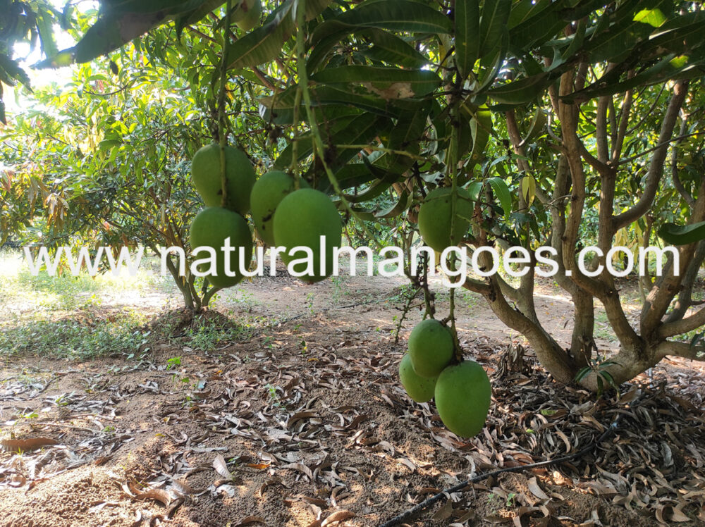 ALPHONSO MANGOES - Natural Mangoes, ARNV Farms