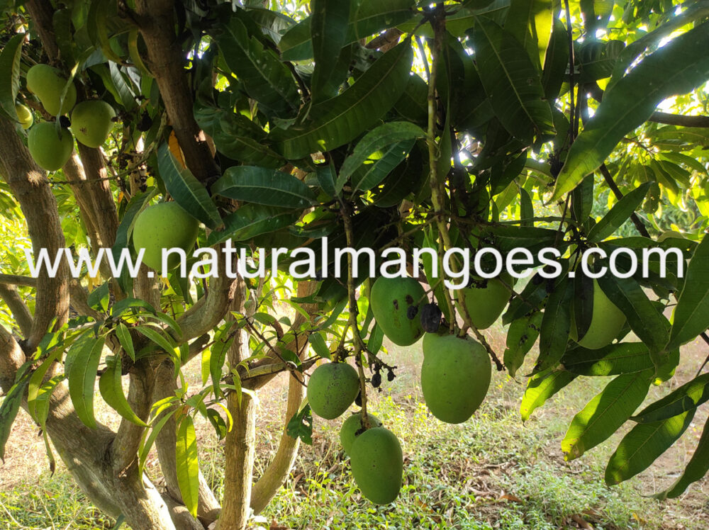 ALPHONSO MANGOES - Natural Mangoes, ARNV Farms