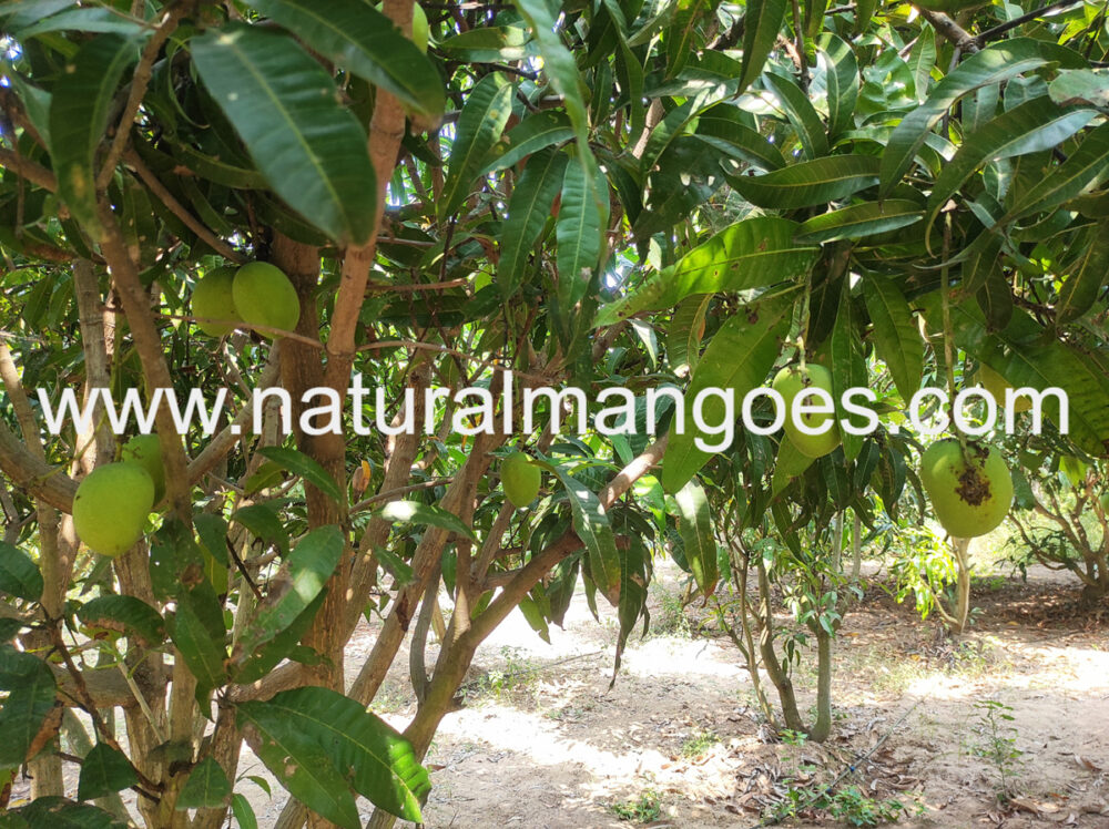 ALPHONSO MANGOES - Natural Mangoes, ARNV Farms
