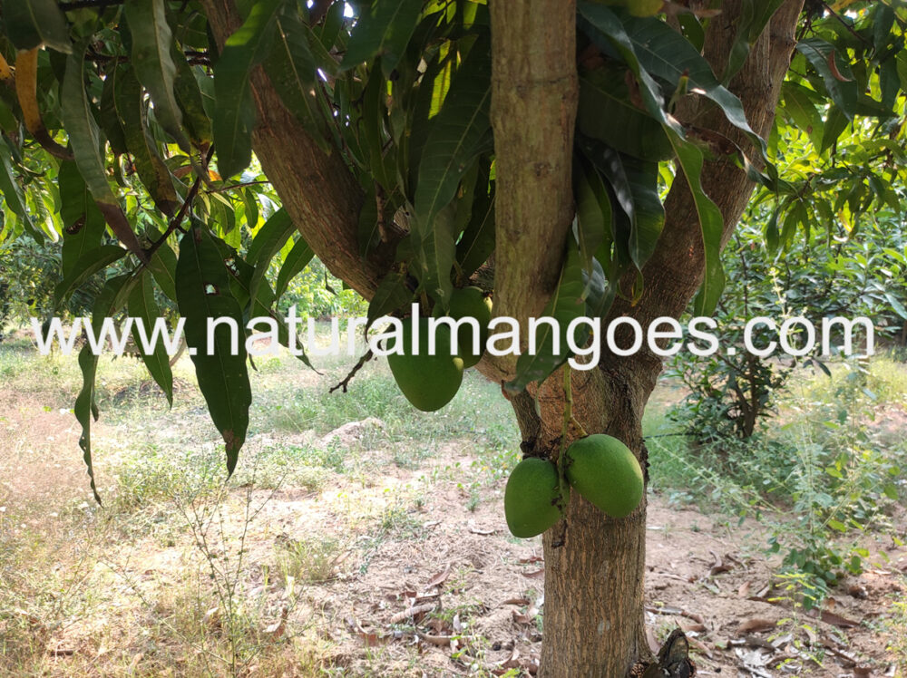ALPHONSO MANGOES - Natural Mangoes, ARNV Farms