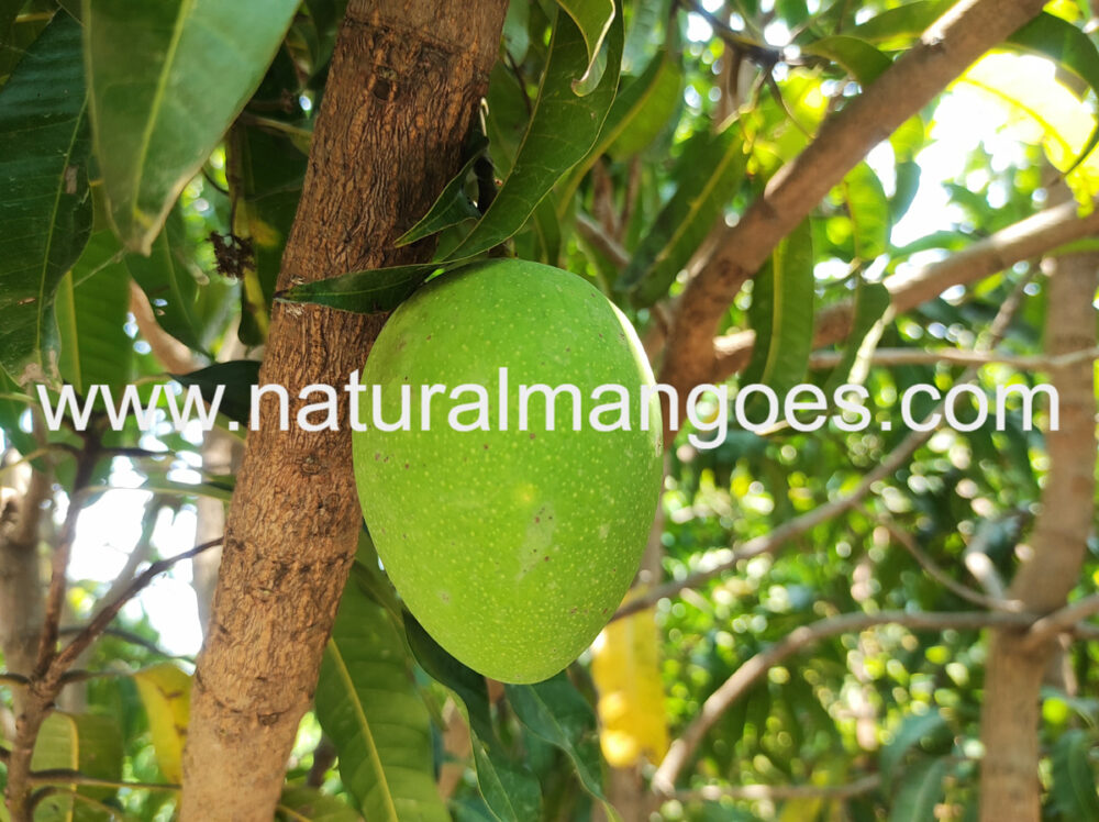 ALPHONSO MANGOES - Natural Mangoes, ARNV Farms