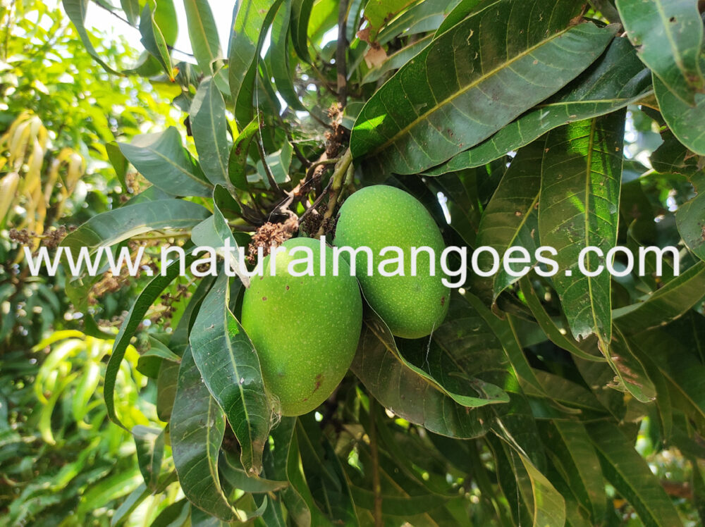 ALPHONSO MANGOES - Natural Mangoes, ARNV Farms