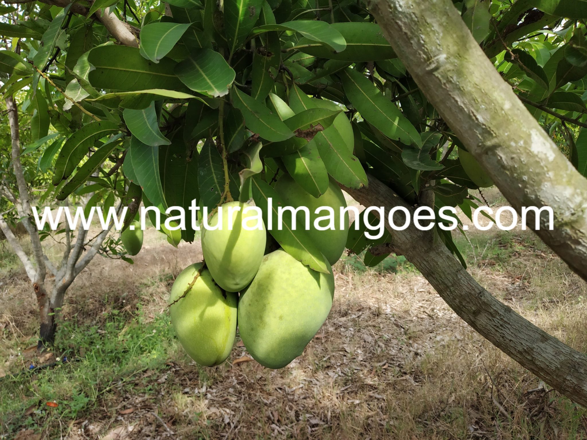 BANGANAPALLI MANGOES - Natural Mangoes, ARNV Farms