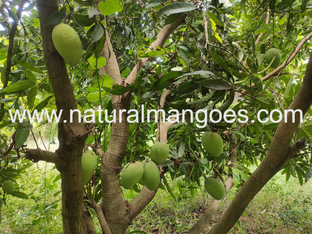 BANGANAPALLI MANGOES - Natural Mangoes, ARNV Farms