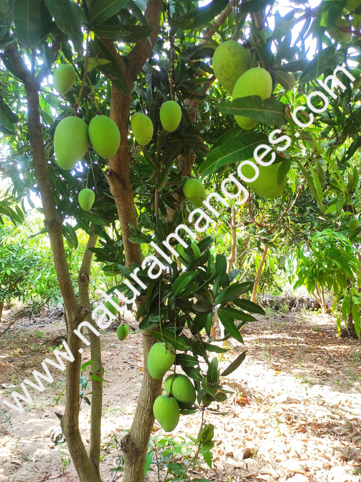 BANGANAPALLI MANGOES - Natural Mangoes, ARNV Farms