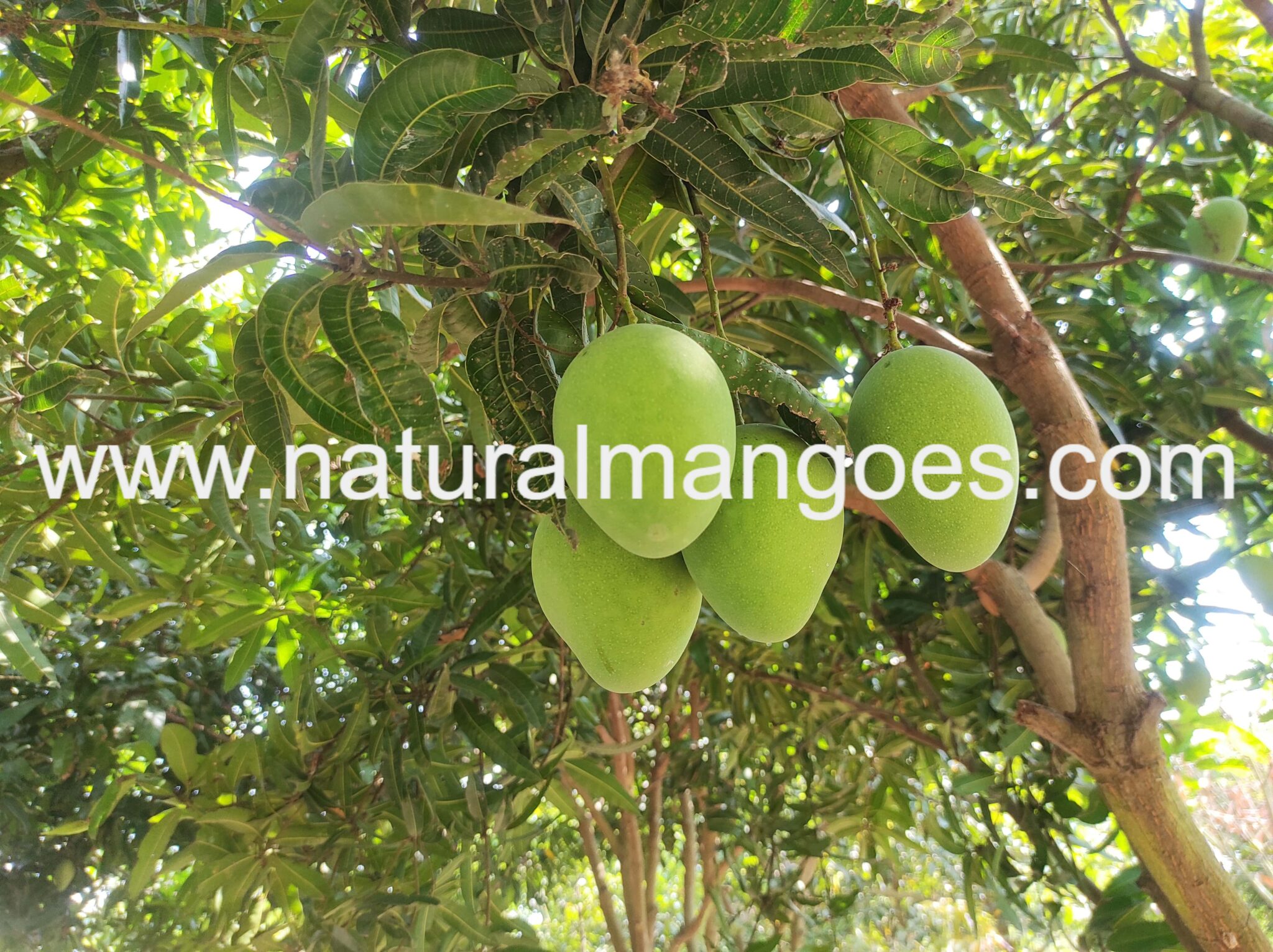 BANGANAPALLI MANGOES - Natural Mangoes, ARNV Farms