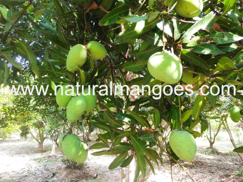 BANGANAPALLI MANGOES - Natural Mangoes, ARNV Farms