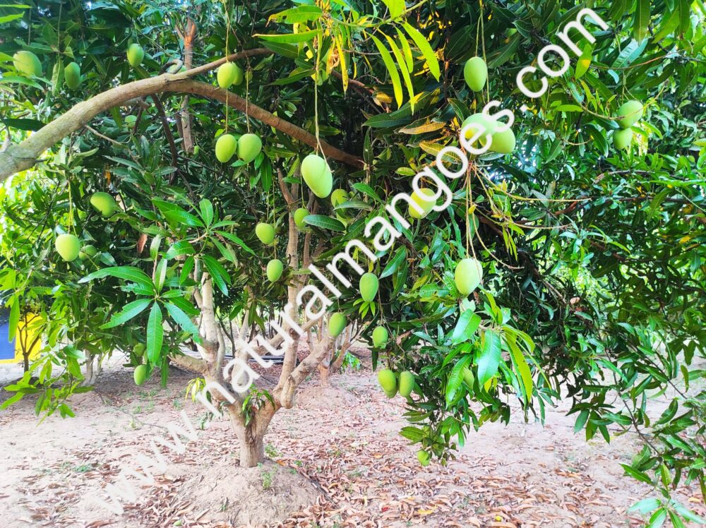 BANGANAPALLI MANGOES - Natural Mangoes, ARNV Farms