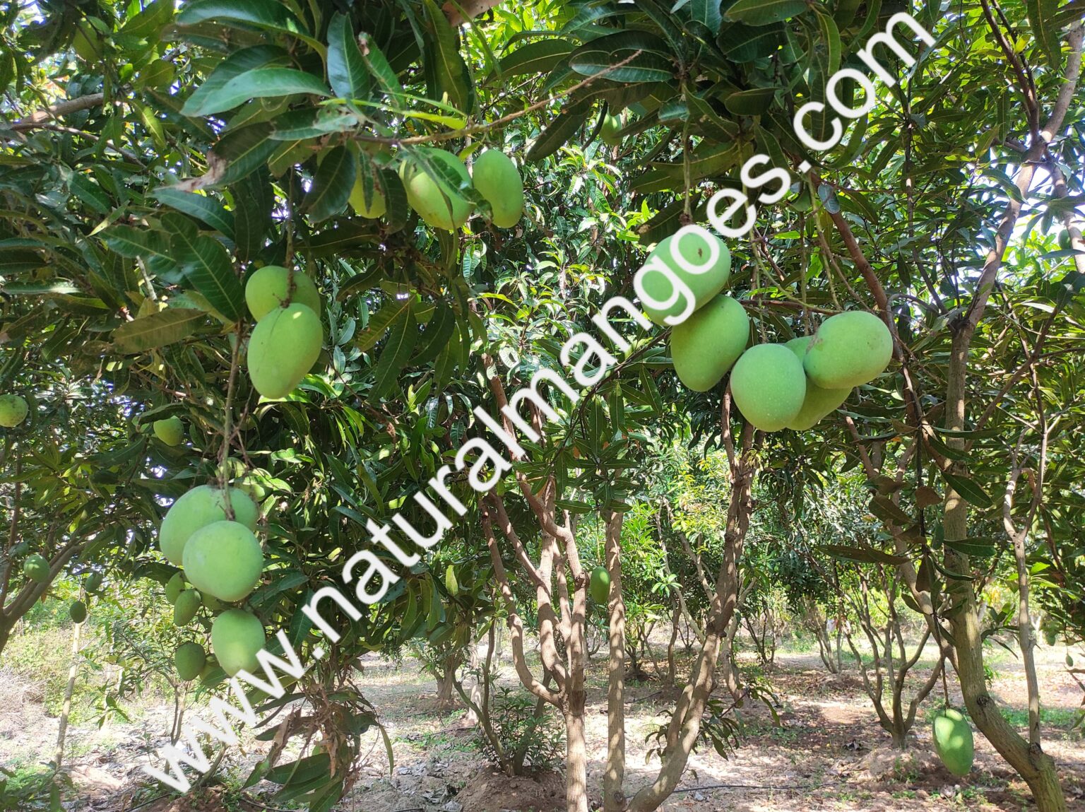BANGANAPALLI MANGOES - Natural Mangoes, ARNV Farms