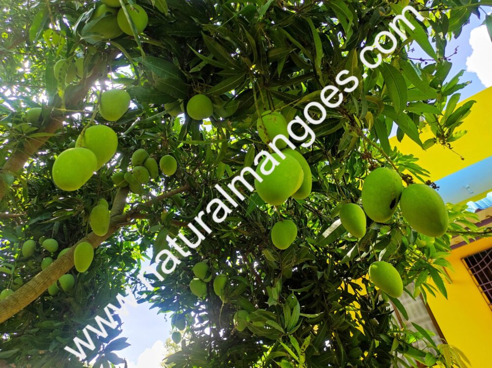 BANGANAPALLI MANGOES - Natural Mangoes, ARNV Farms