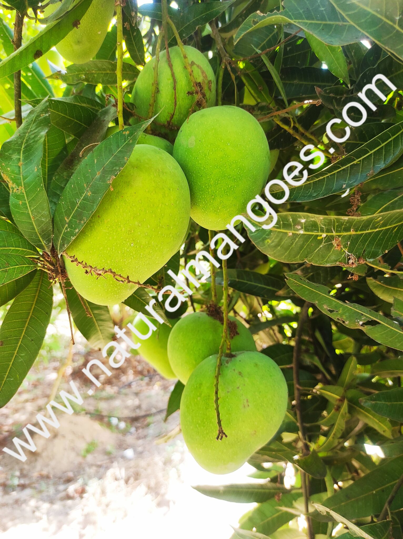 BANGANAPALLI MANGOES - Natural Mangoes, ARNV Farms