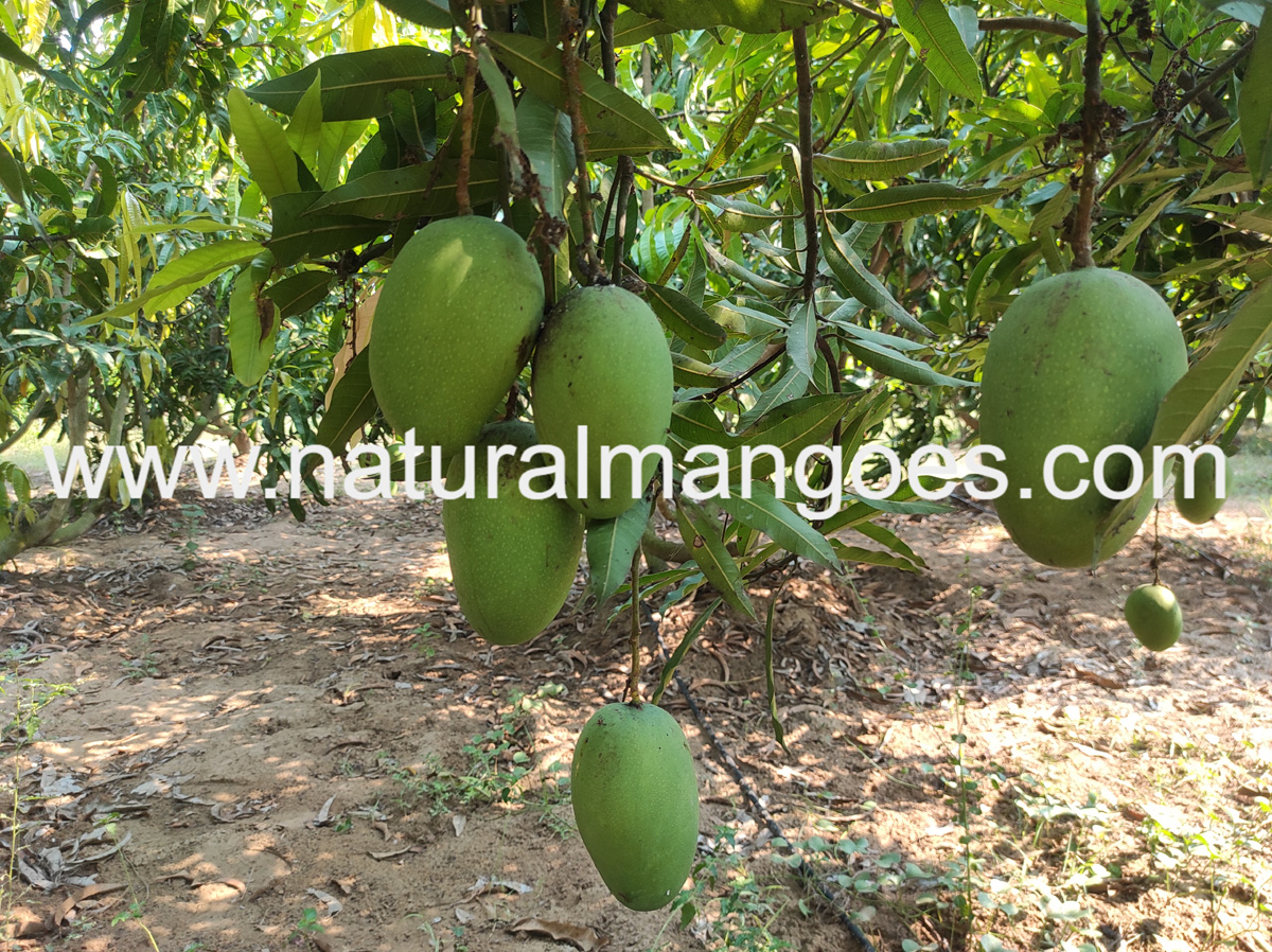 Imampasand Mangoes - The king of mangoes - Natural Mangoes, ARNV Farms