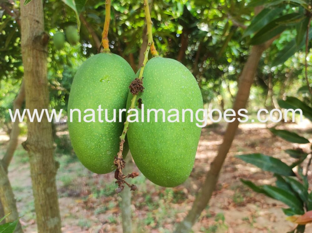 IMAMPASAND MANGOES - Natural Mangoes, ARNV Farms