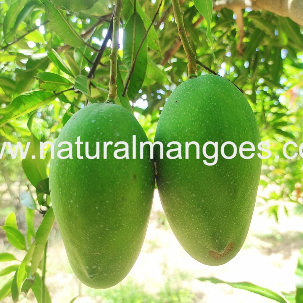 IMAMPASAND MANGOES - Natural Mangoes, ARNV Farms
