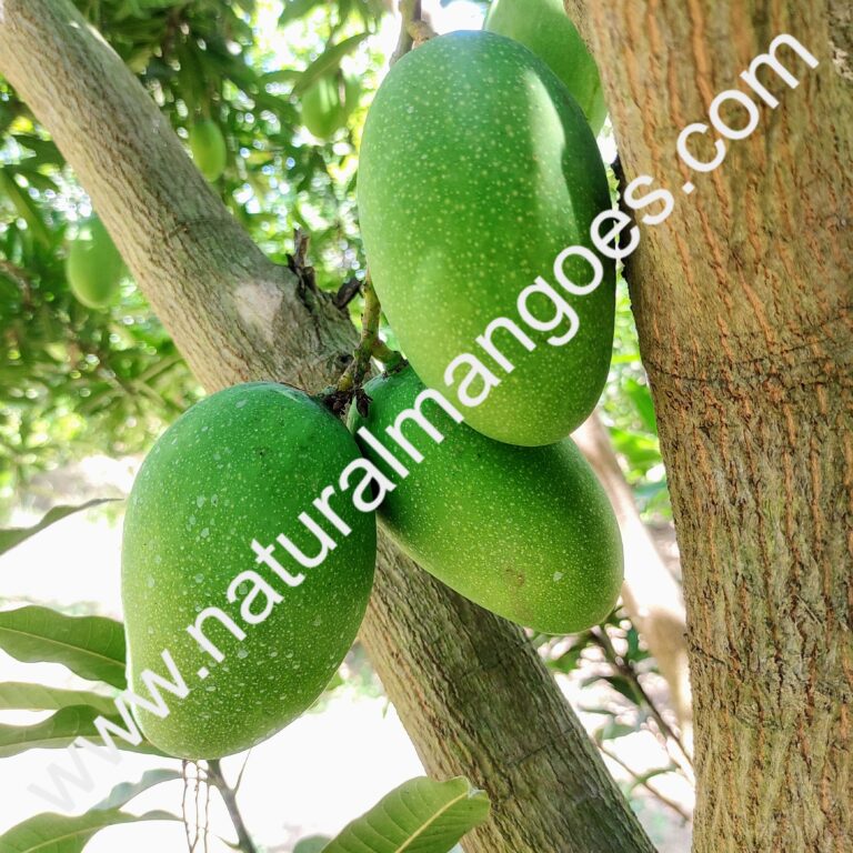 Organic Farm Fresh Mangoes - Natural Mangoes, ARNV Farm