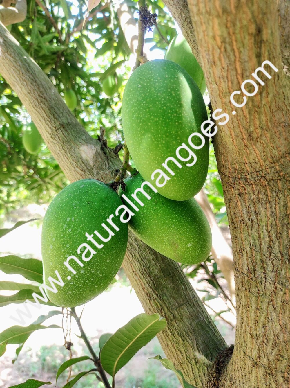 IMAMPASAND MANGOES - Natural Mangoes, ARNV Farms