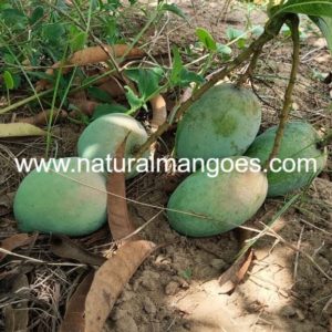 IMAMPASAND MANGOES - Natural Mangoes, ARNV Farms