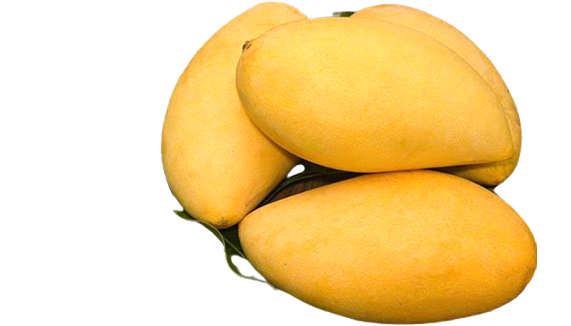 Home - Natural Mangoes, ARNV Farms