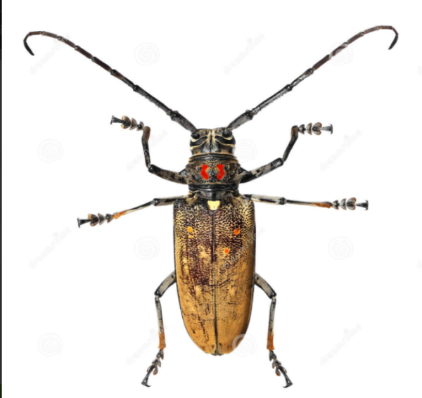 Mango Stem Borer Treatment - Natural Mangoes, ARNV Farms