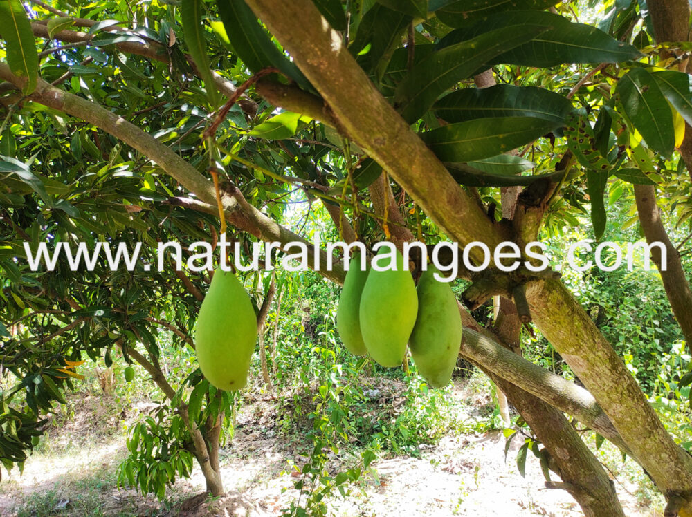 KILLIMUKU MANGOES - Natural Mangoes, ARNV Farms