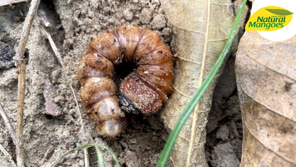 Mango Stem Borer Treatment - Natural Mangoes, ARNV Farms