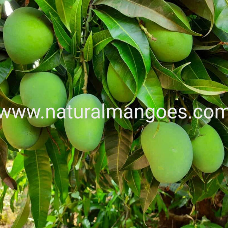 Home - Natural Mangoes, ARNV Farms