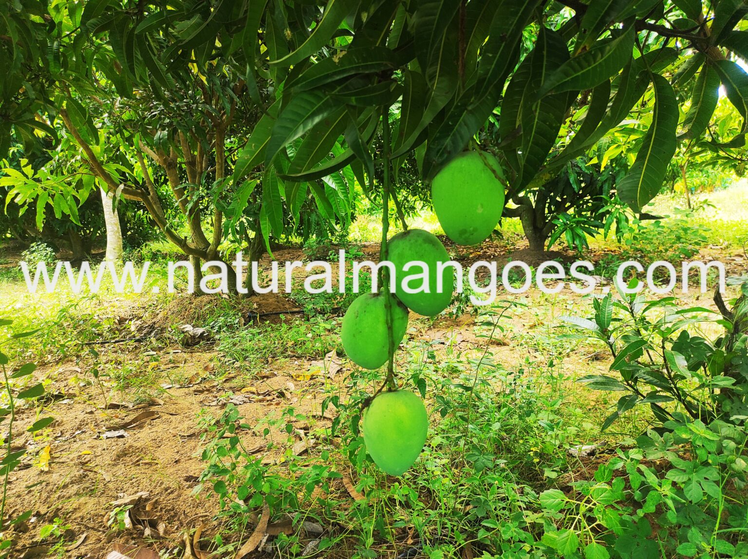 ALPHONSO MANGOES - Natural Mangoes, ARNV Farms