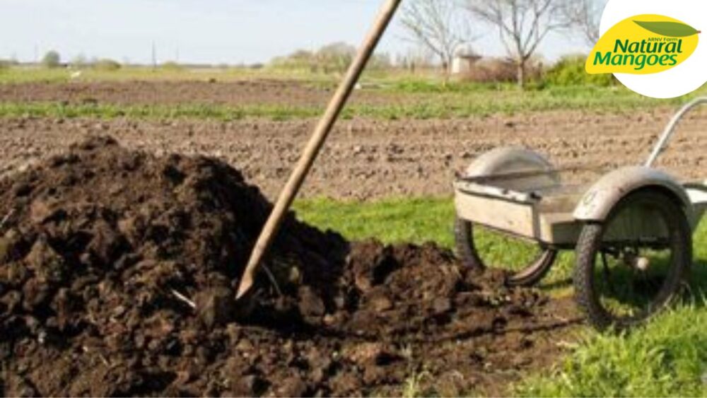 Organic manure for mango trees - Natural Mangoes, ARNV Farms