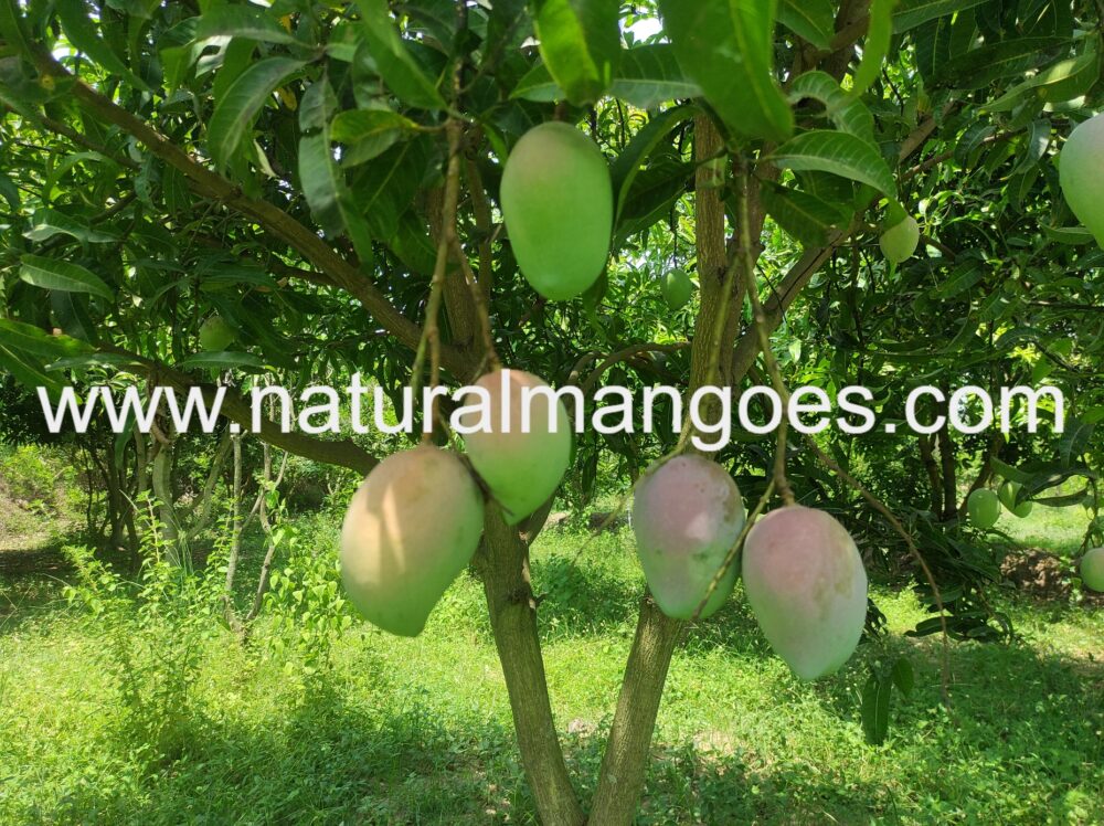 SENTHURA MANGOES - Natural Mangoes, ARNV Farms
