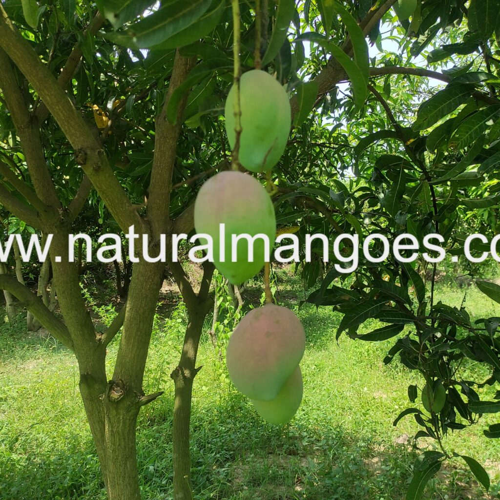 Organic Mangoes benefits