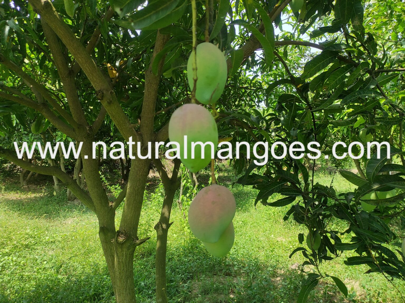 SENTHURA MANGOES - Natural Mangoes, ARNV Farms