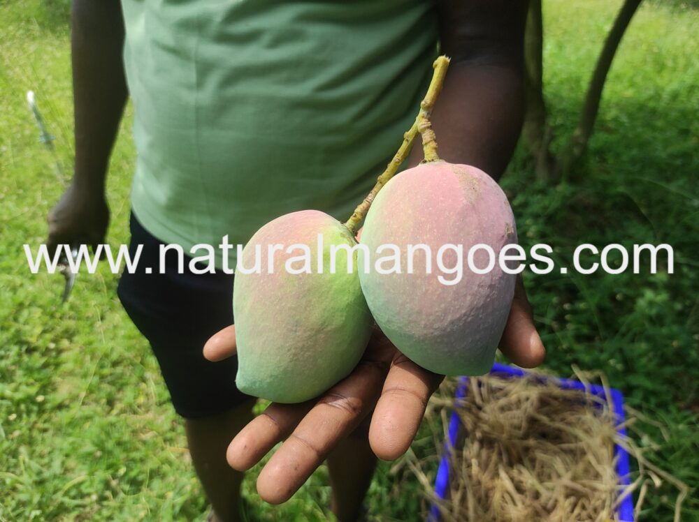 SENTHURA MANGOES - Natural Mangoes, ARNV Farms