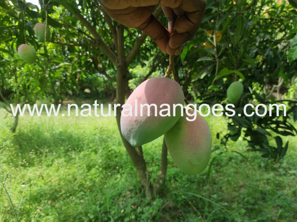 SENTHURA MANGOES - Natural Mangoes, ARNV Farms