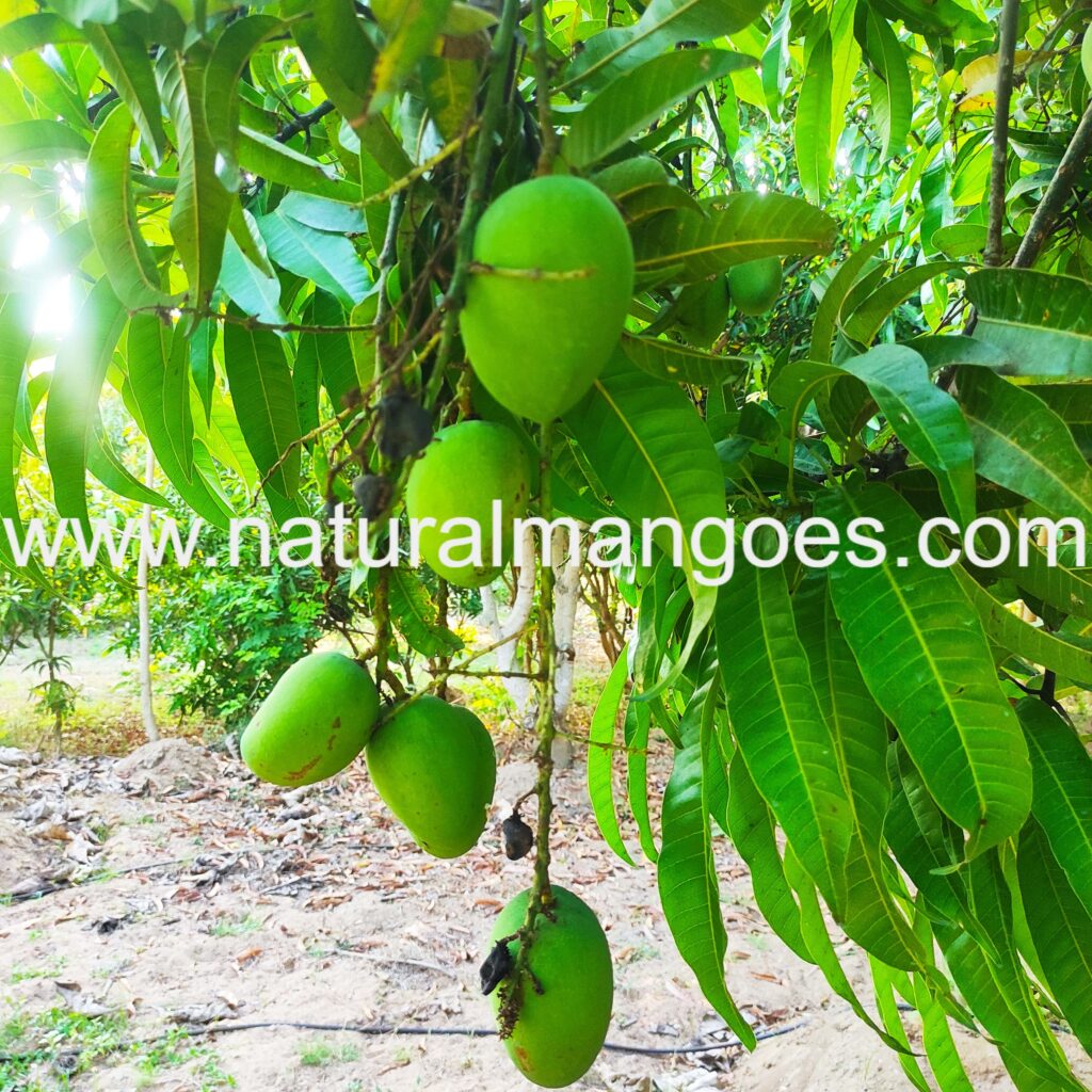 Where to buy organic mangoes - Natural Mangoes, ARNV Farms
