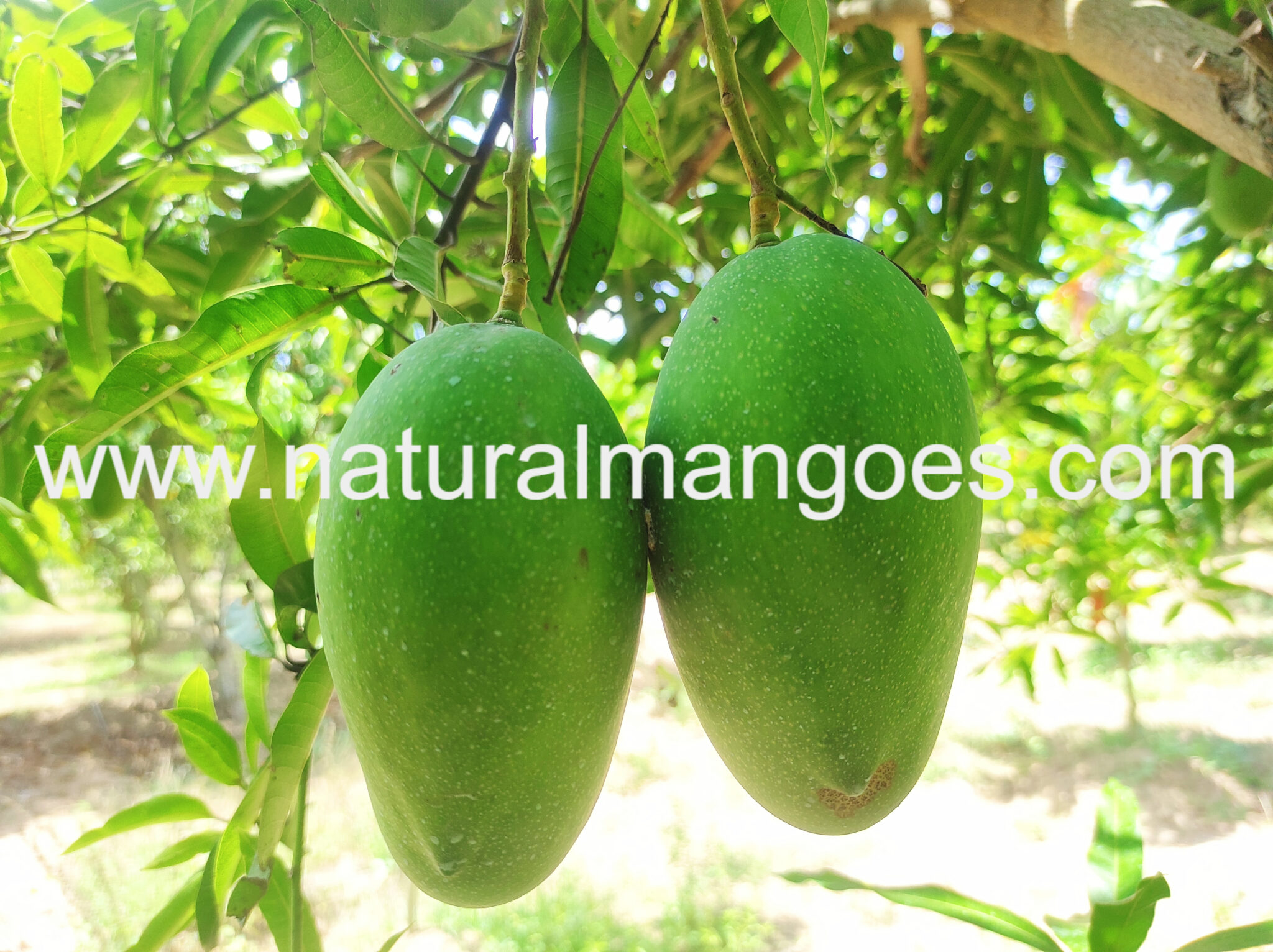 Organic Farm Fresh Mangoes - Natural Mangoes, ARNV Farm