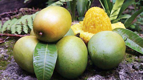 The Mango Flowering Process and Fruit Setting