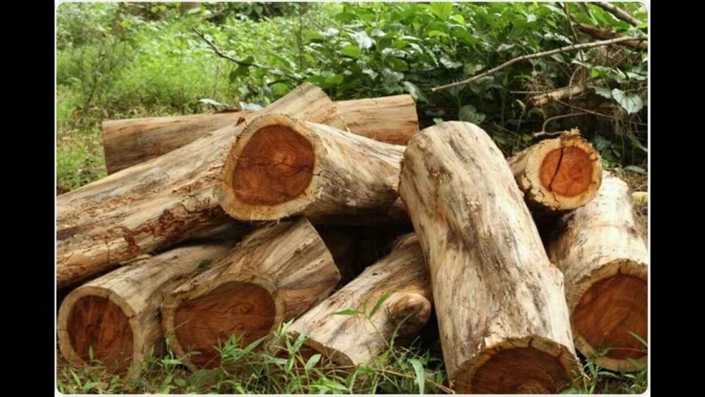 Red Sandal Timber Farming - A Guide To Sustainable Farming In India